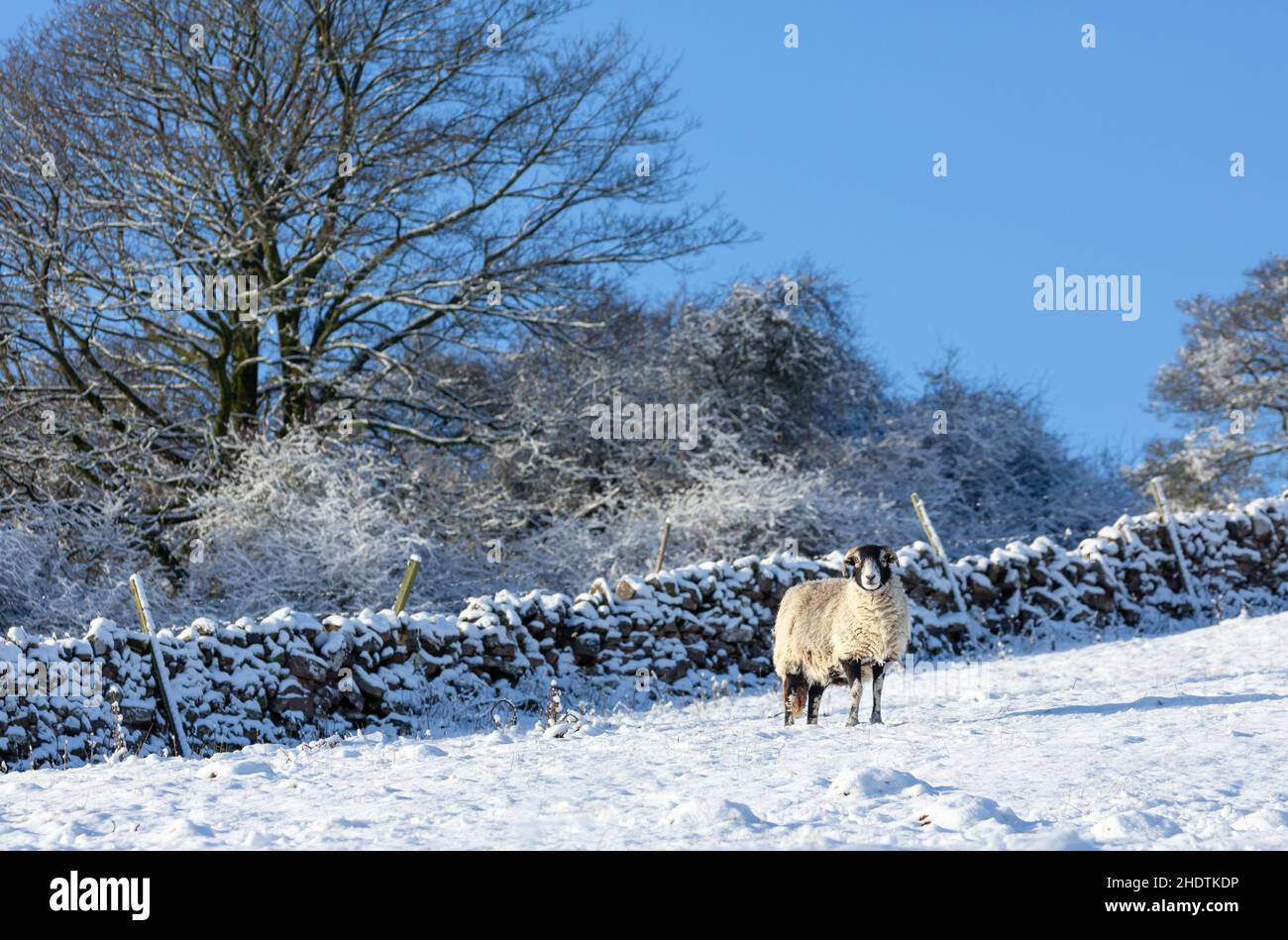 Swaledale ewe sheep in cold, wintery weather, stood in snow and facing ...