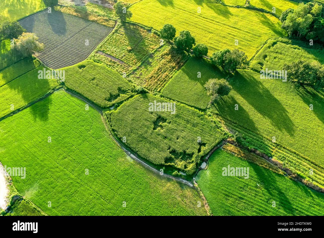 defaultAerial image of ripen rice fileds in Ta Pa, Bay Nui , An Giang ...