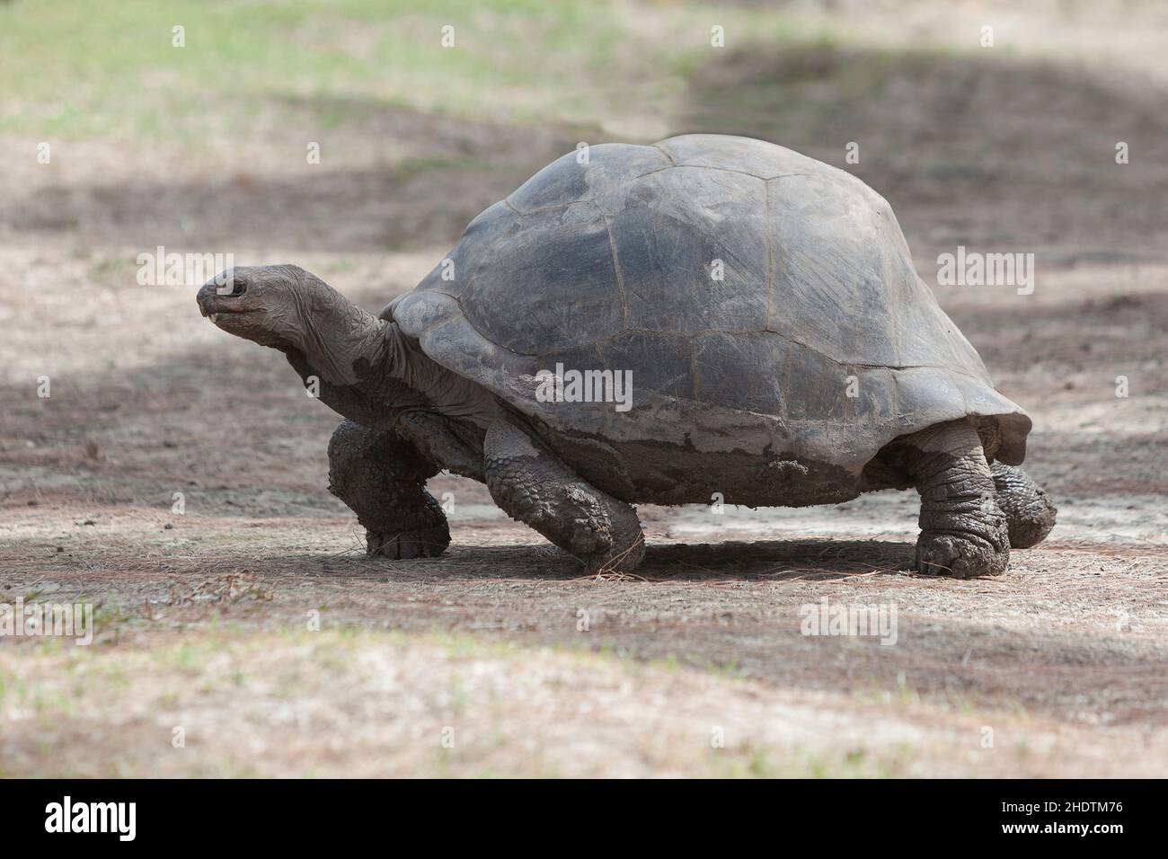 giant tortoise, giant tortoises Stock Photo - Alamy