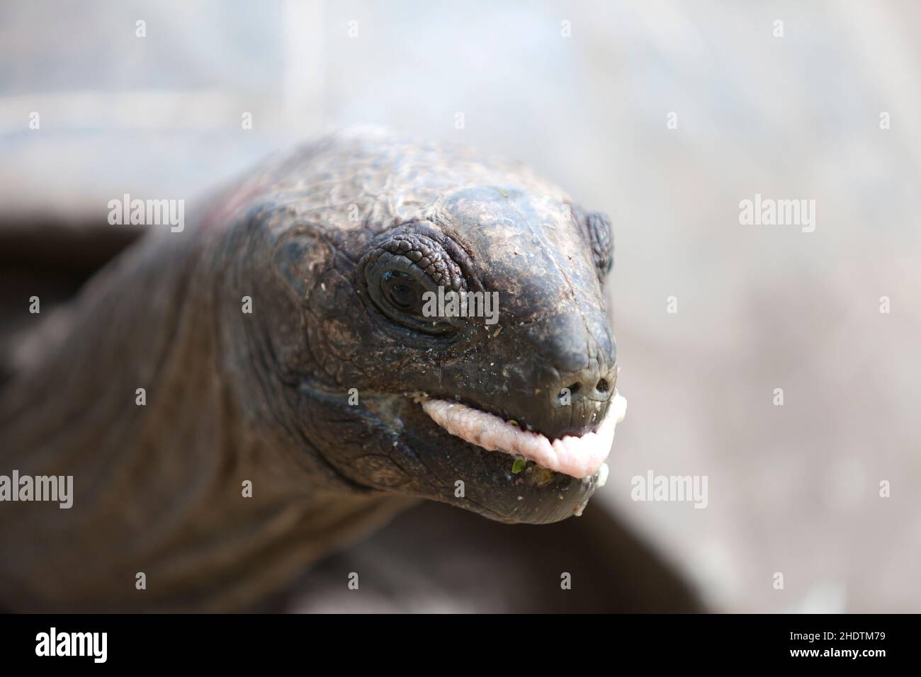 Tortoises tongue hi-res stock photography and images - Alamy