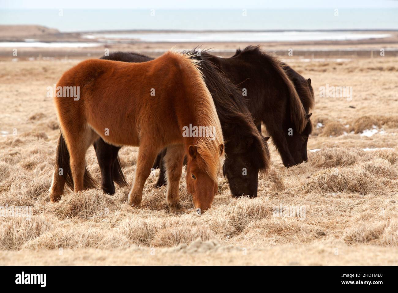 icelandic horse, islandponies Stock Photo - Alamy
