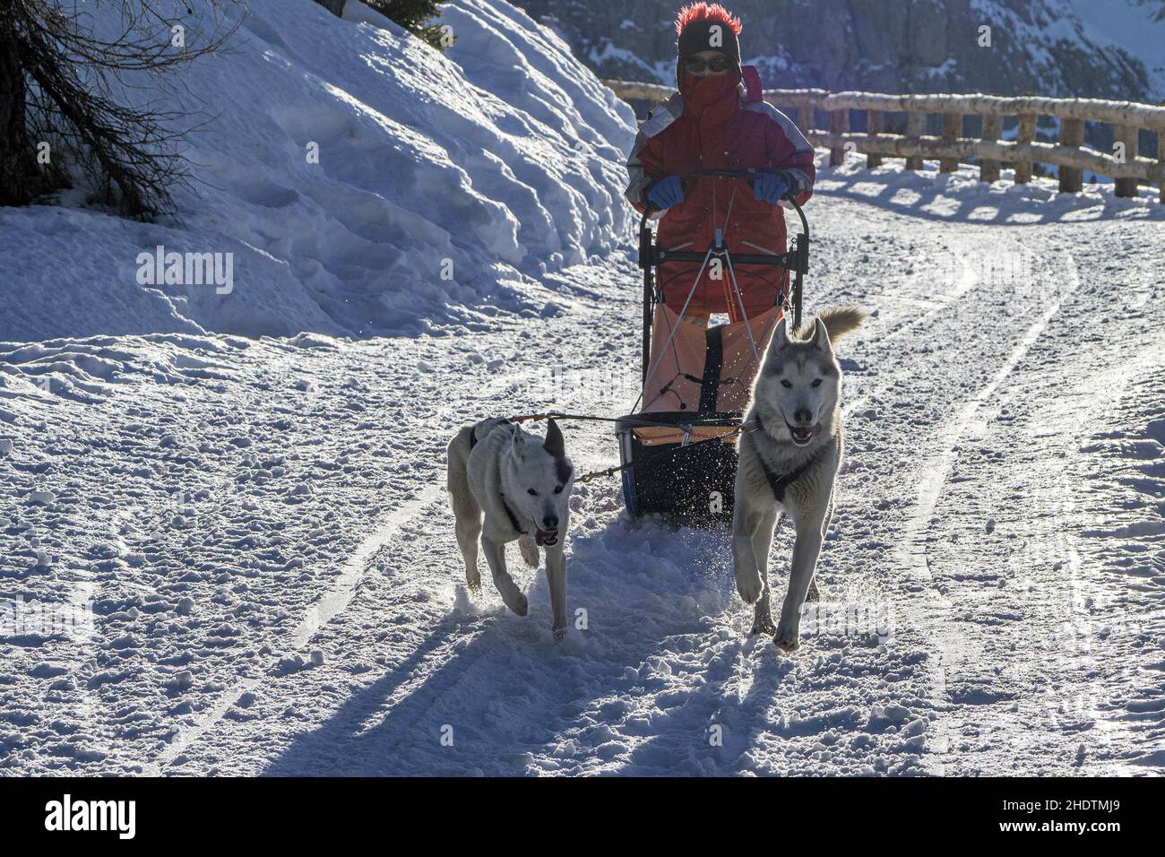 Sled dog in snow mountains white background Stock Photo - Alamy