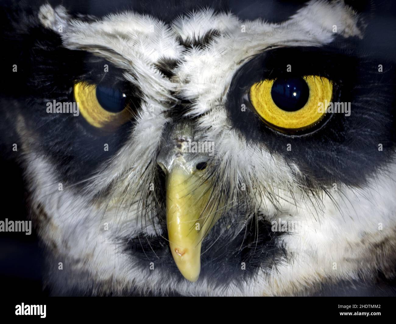 red legged Owl portrait looking at you isolated on black background ...