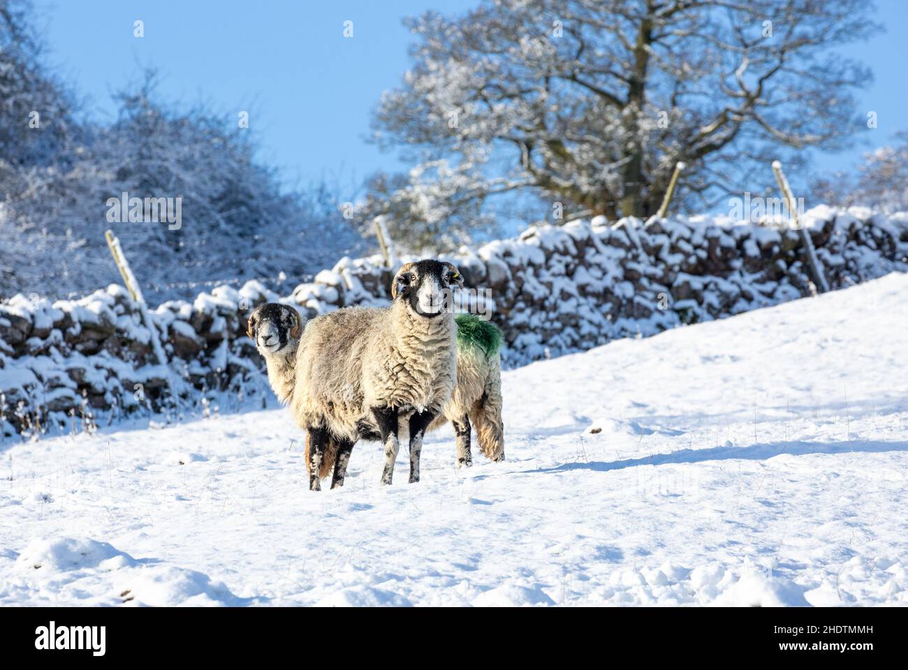 Swaledale ewes, two sheep in cold, wintery weather, stood in snow and ...