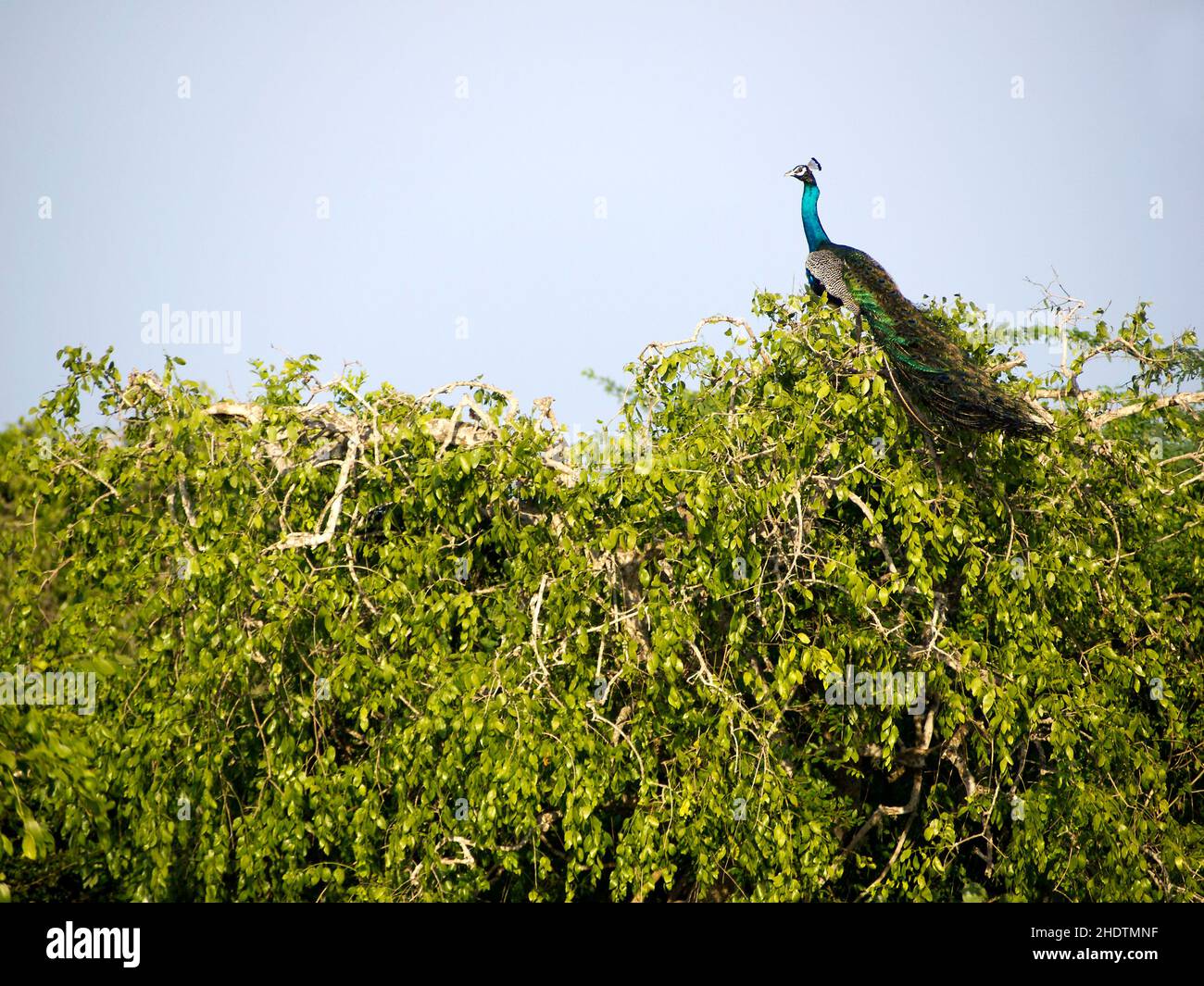 Asian peacock hi-res stock photography and images - Alamy