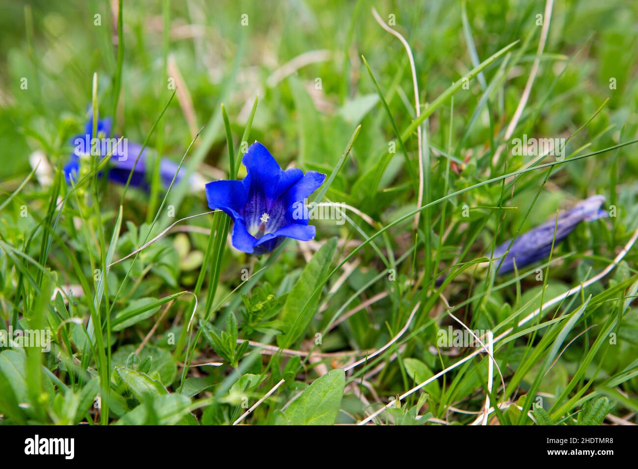 gentian, gentians, gentiana verna, gentianas Stock Photo - Alamy