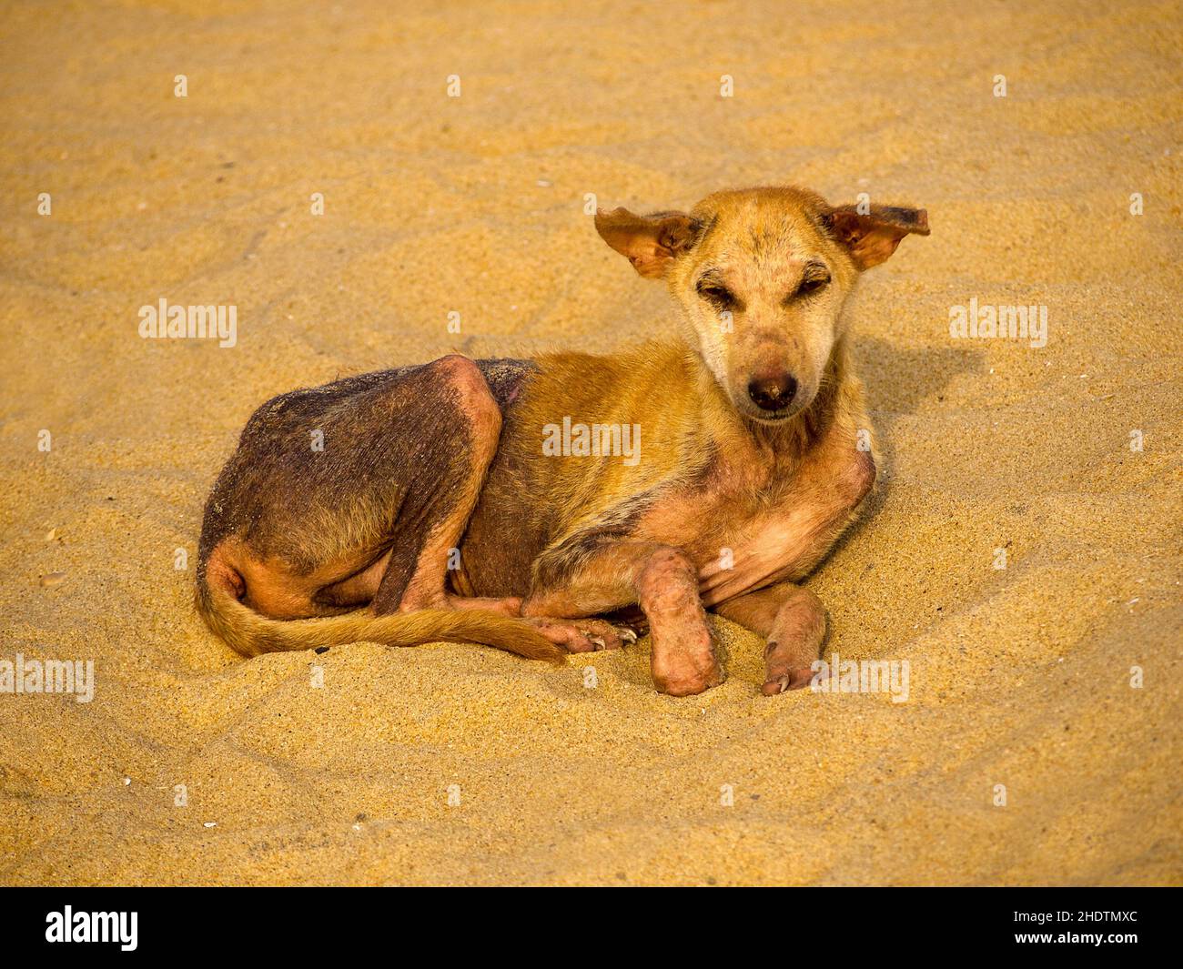 Dogs wildlife hi-res stock photography and images - Alamy