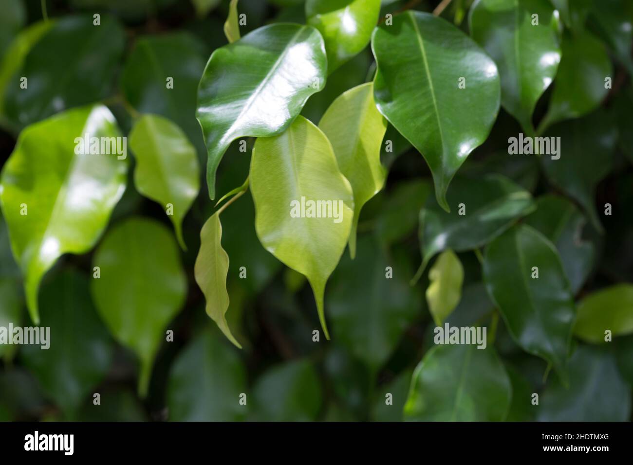 leaf, weeping fig, leafs, weeping figs Stock Photo - Alamy