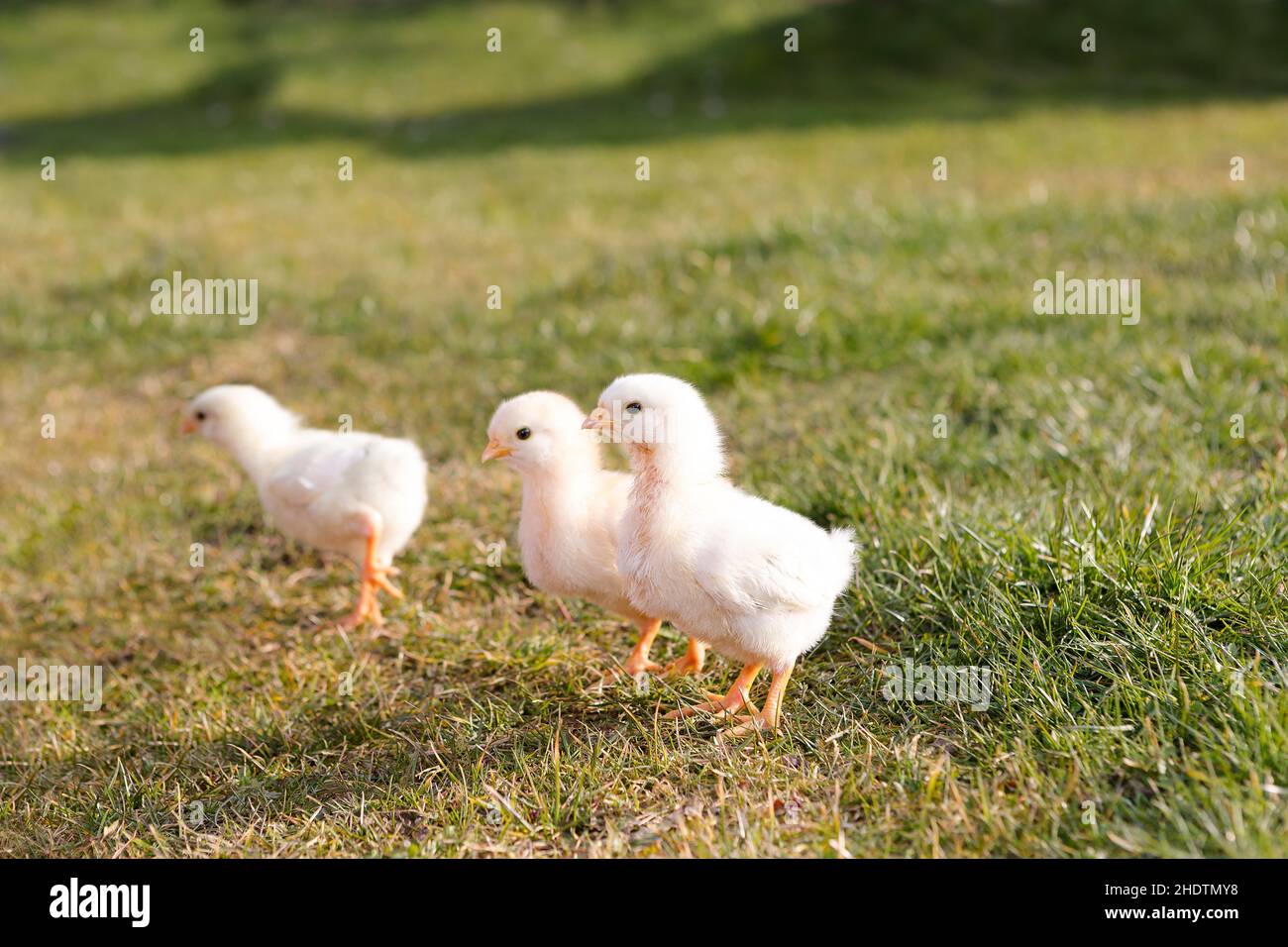 chicks, duckling, baby chicken, baby duck, chicken baby, young bird ...