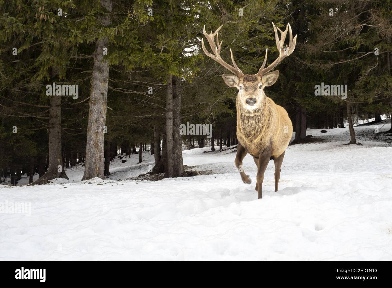 Deer in the snow in winter season Stock Photo - Alamy