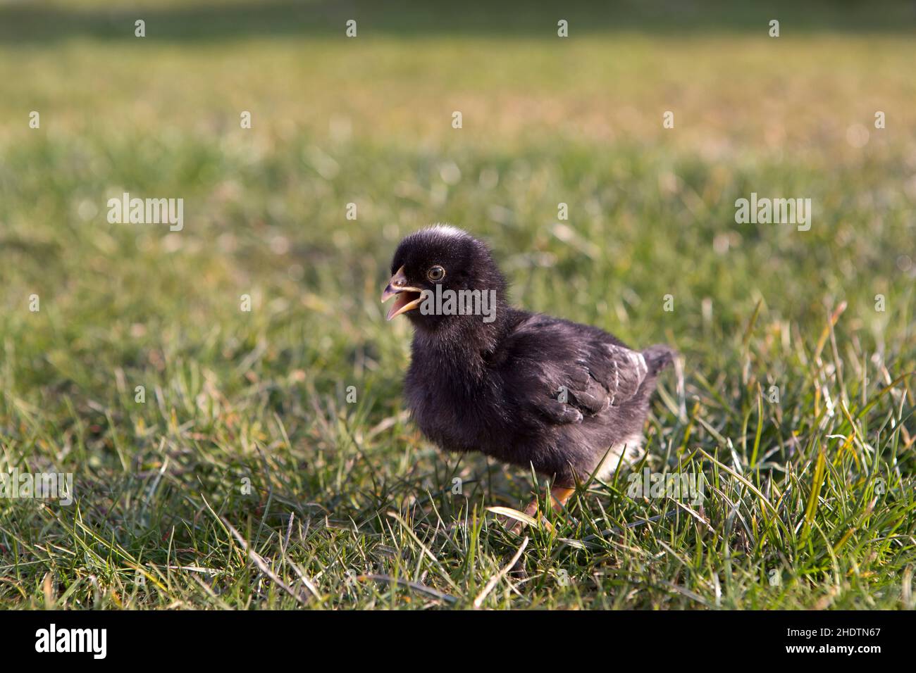 chicks, baby chicken, baby duck, chicken baby, young bird, young birds ...