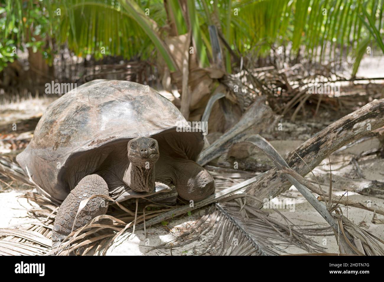 tortoise, breeding station, tortoises Stock Photo - Alamy