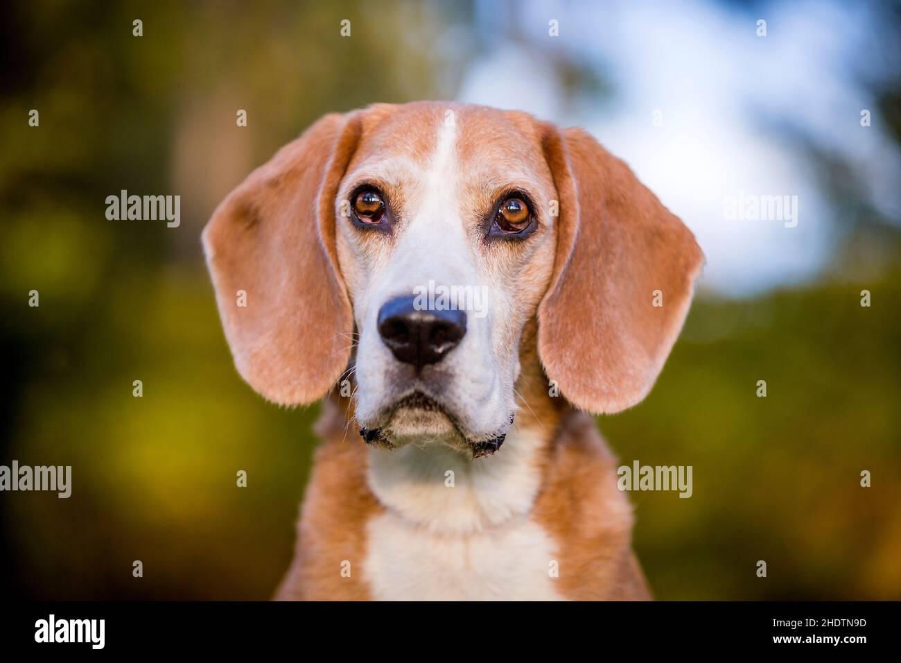 Beagle colors hi-res stock photography and images - Alamy