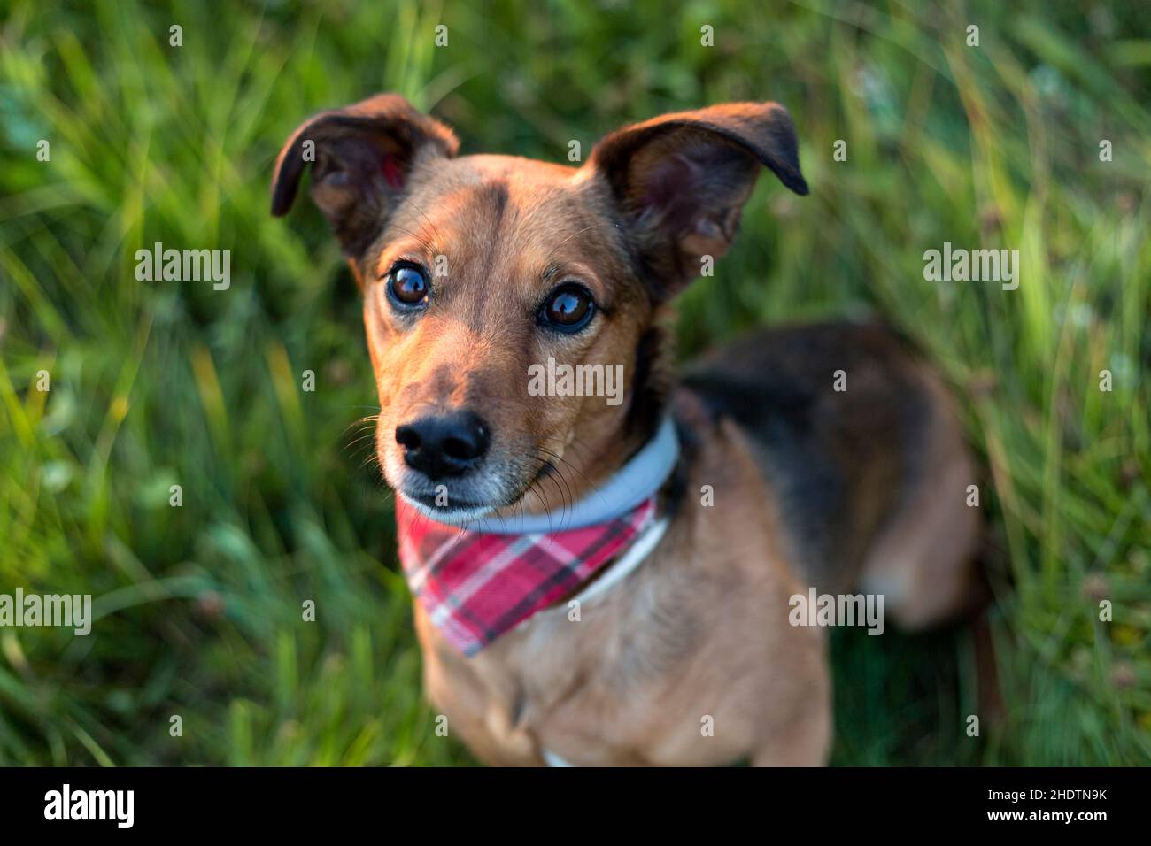 dog, mongrel, dogs, mongrels Stock Photo - Alamy