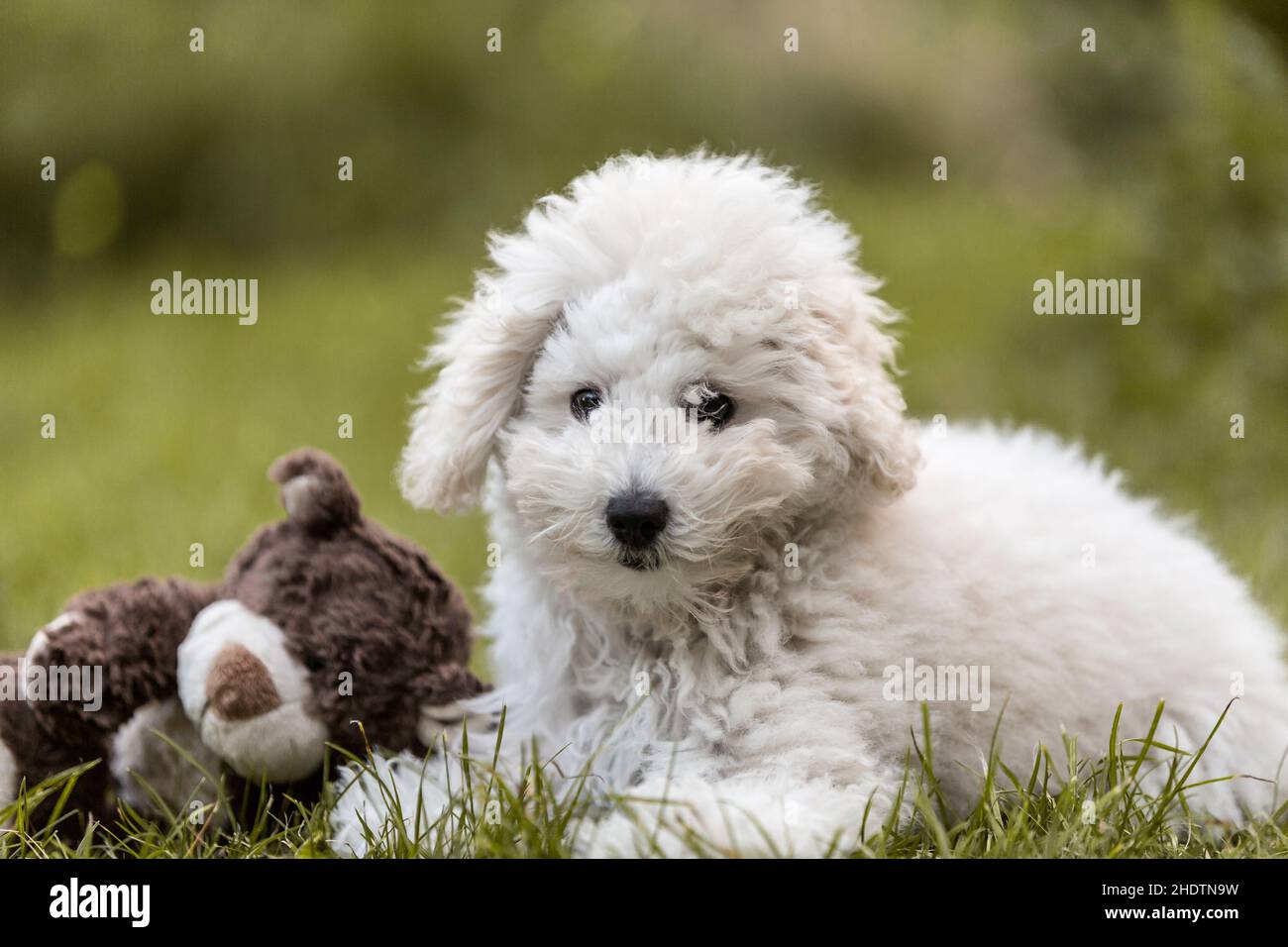 poodle, puppy, poodles, puppies Stock Photo - Alamy