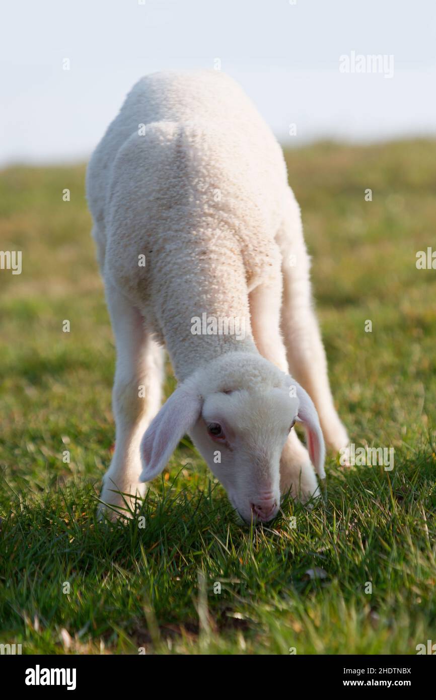 Easters hi-res stock photography and images - Alamy