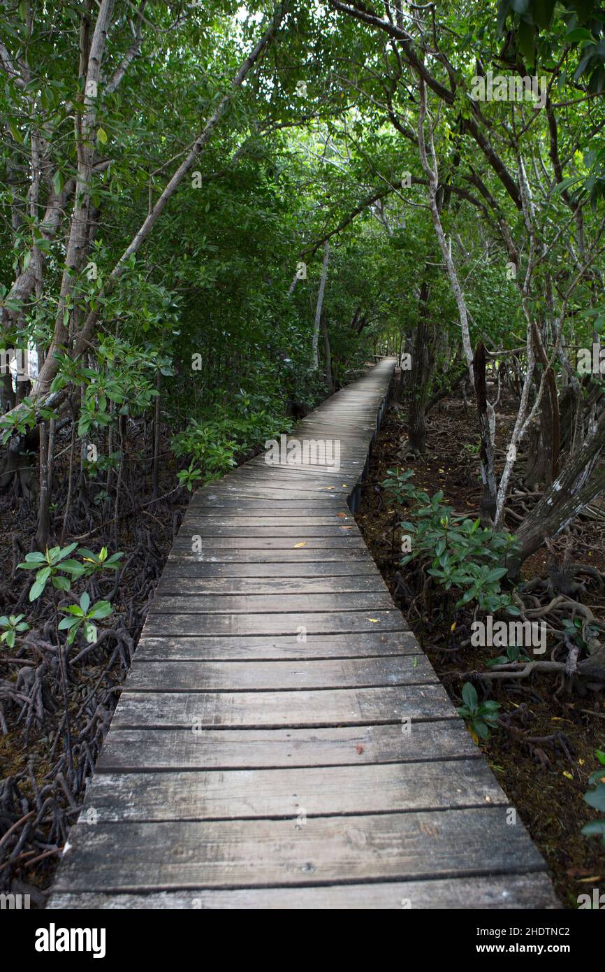 pier, mangrove forest, piers, mangrove forests Stock Photo - Alamy