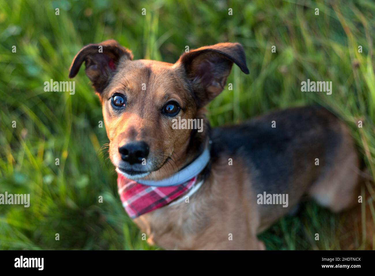 1 dogs hi-res stock photography and images - Alamy