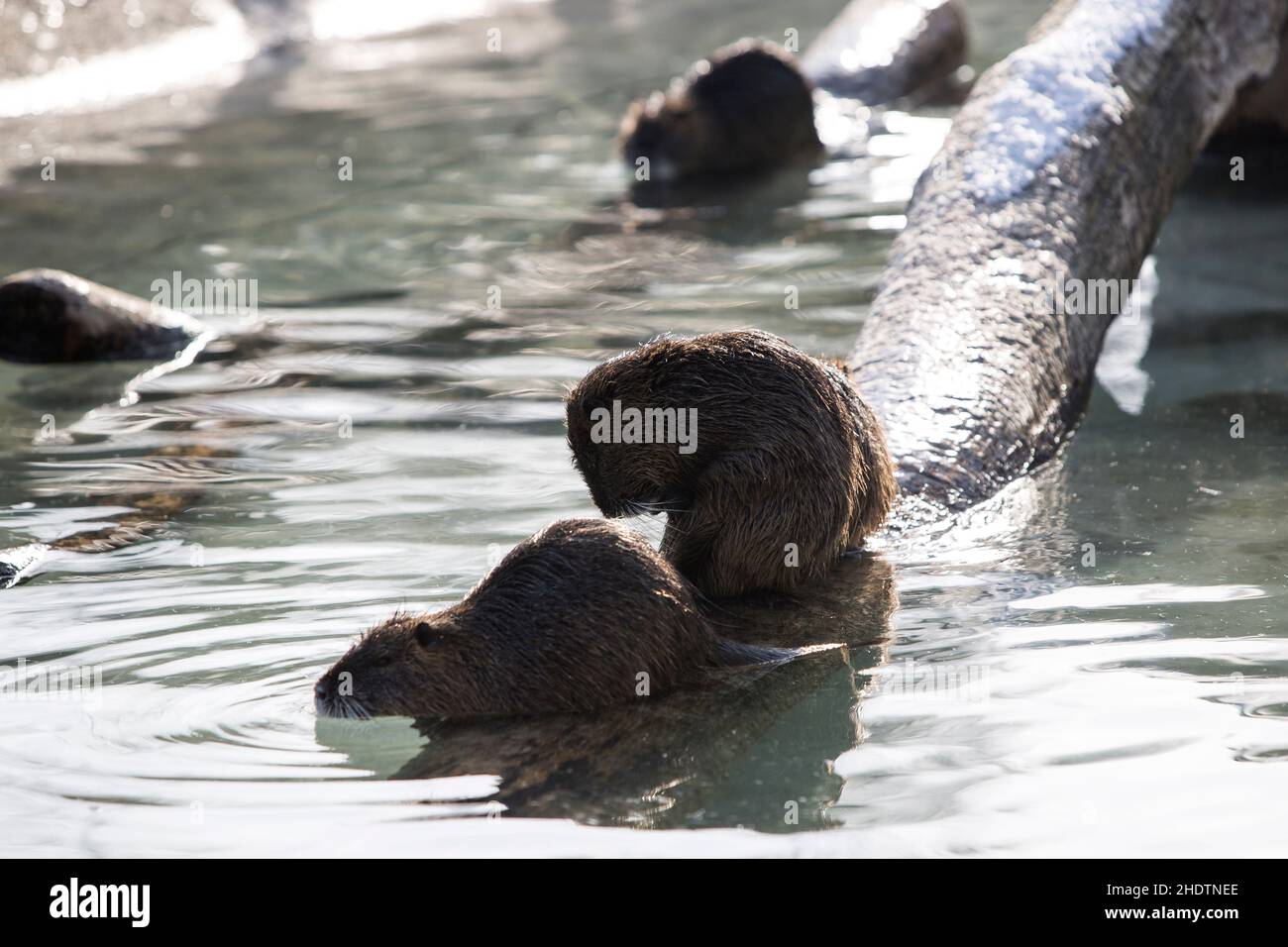 nutria, coypu, nutrias Stock Photo - Alamy