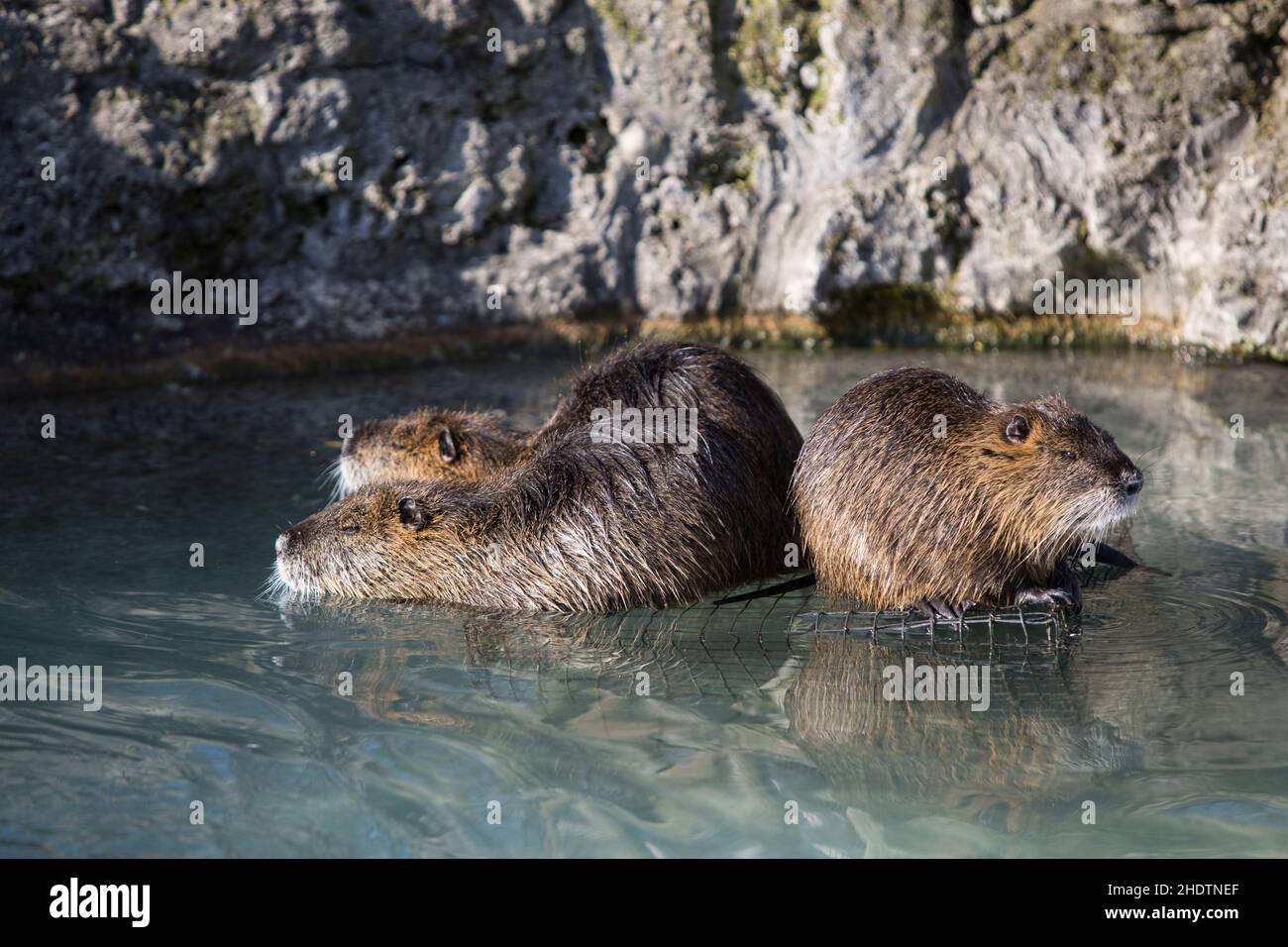 3 nutrias hi-res stock photography and images - Alamy