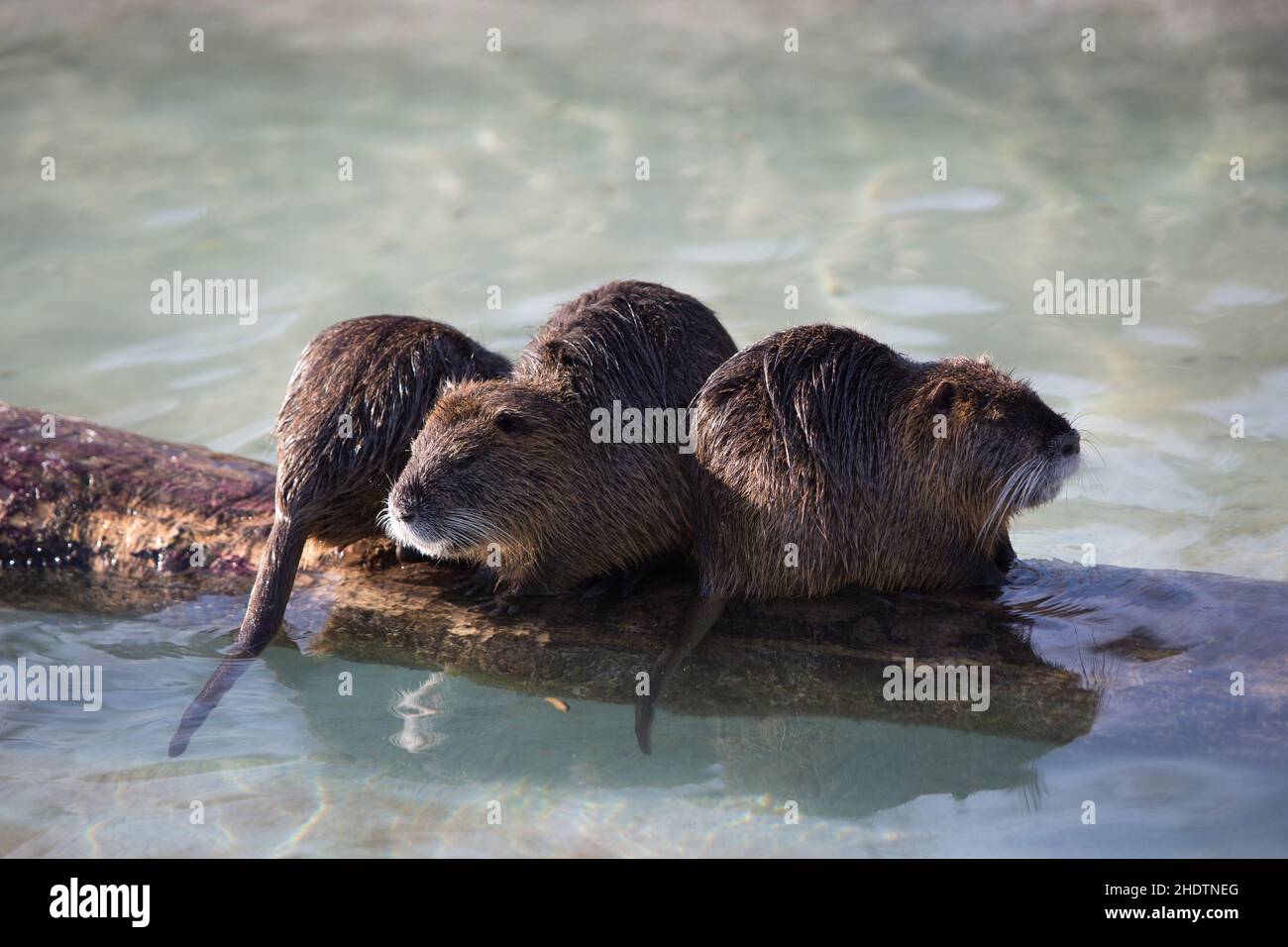 3 nutrias hi-res stock photography and images - Alamy