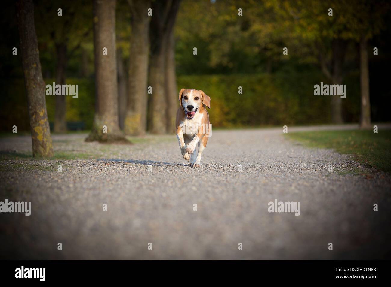 Beagle running hi-res stock photography and images - Alamy