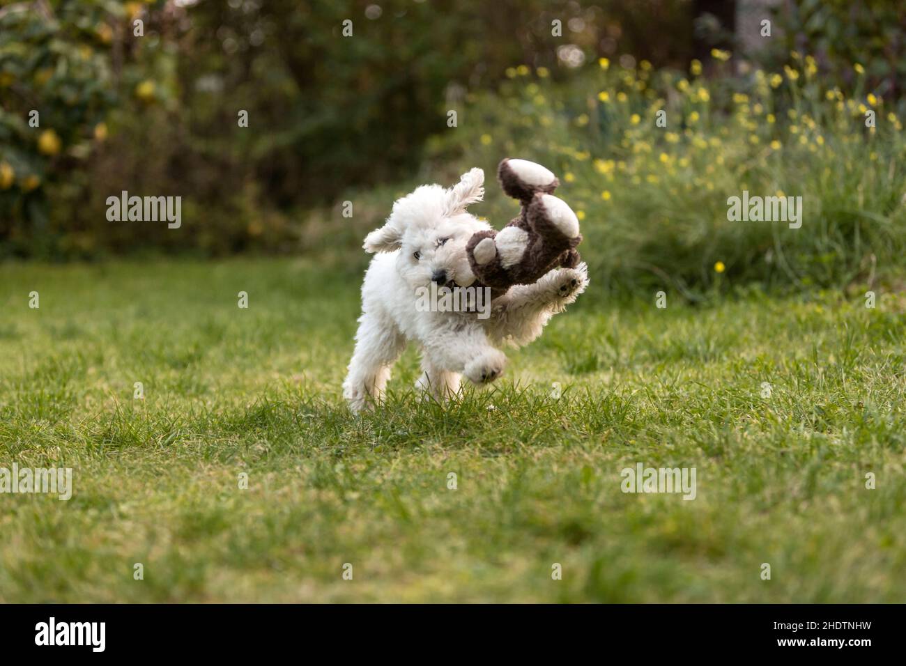 Poodles play hi-res stock photography and images - Alamy