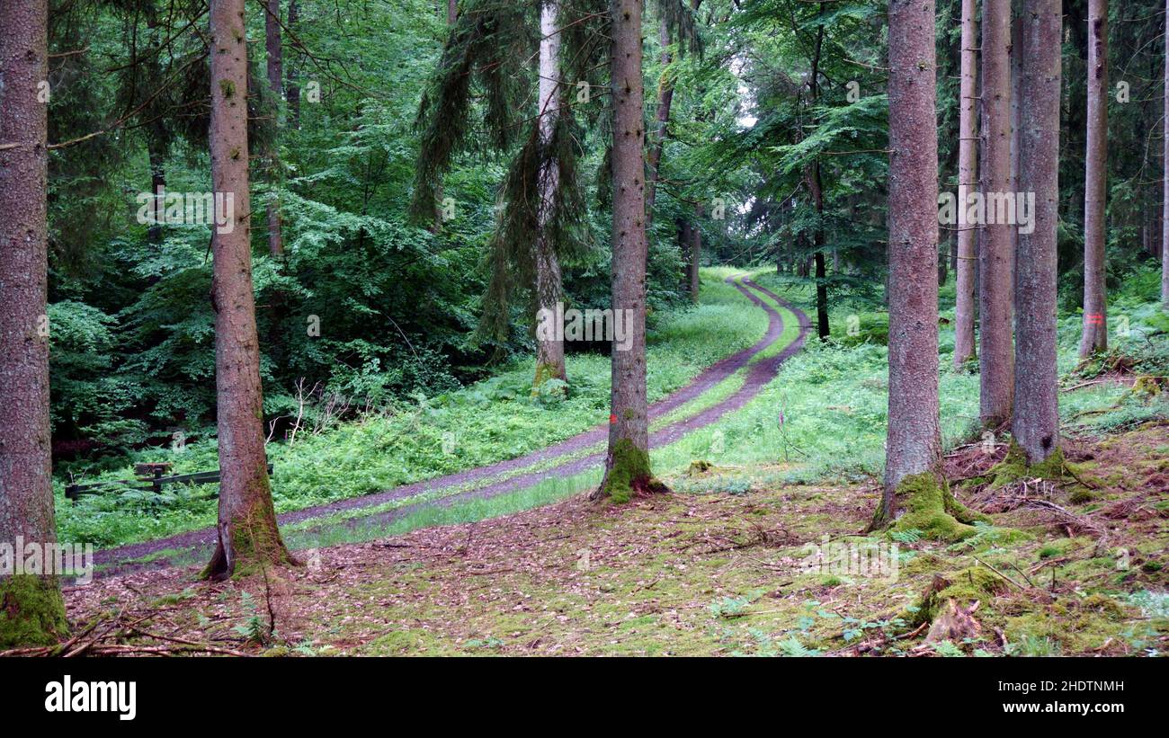 On the Hiking Trail Eifelsteig in the Eifel, Germany Stock Photo - Alamy