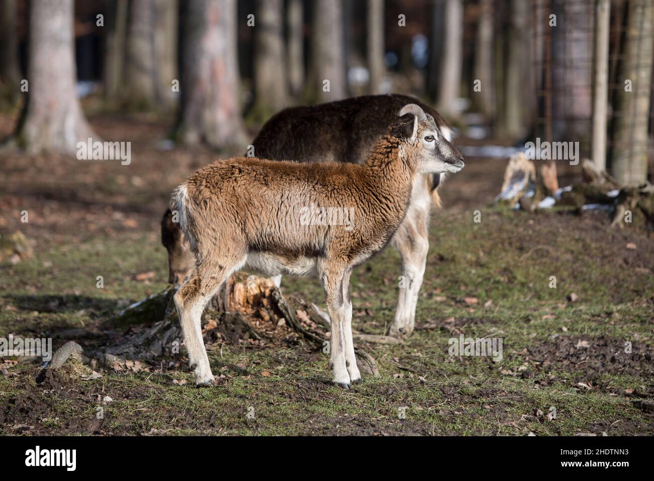 Mouflon wild sheep hi-res stock photography and images - Alamy