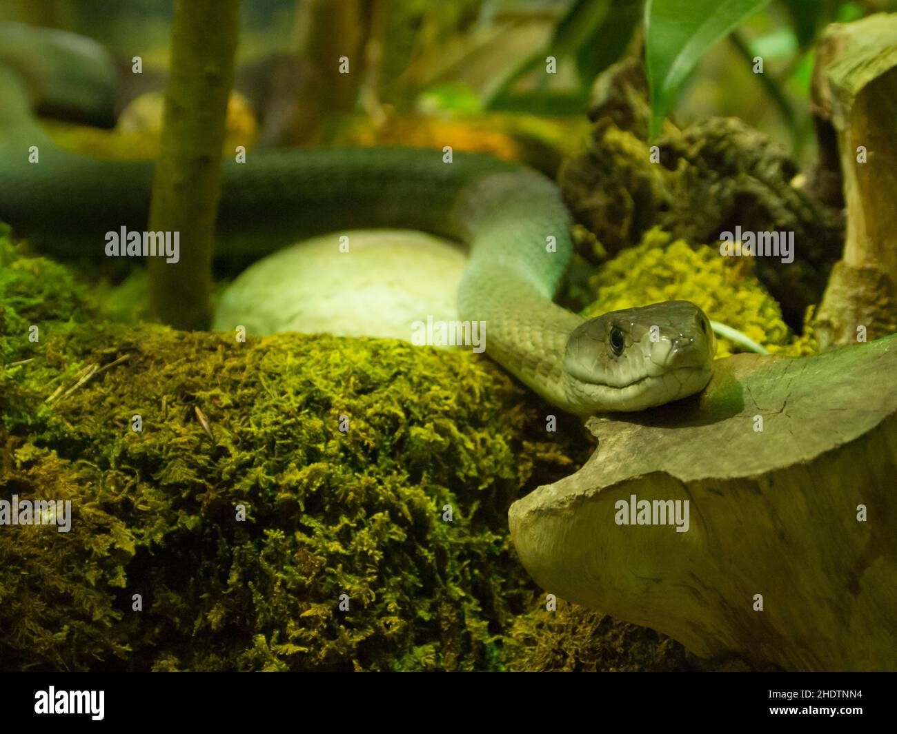 eastern green mamba, eastern green mambas, green mamba Stock Photo - Alamy