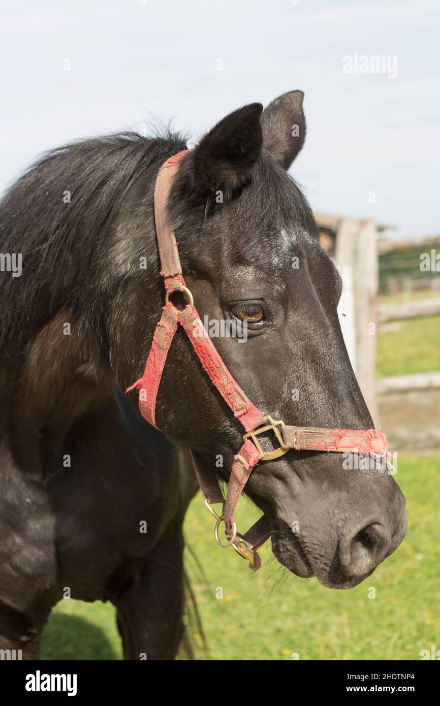 One horse 1 hi-res stock photography and images - Alamy