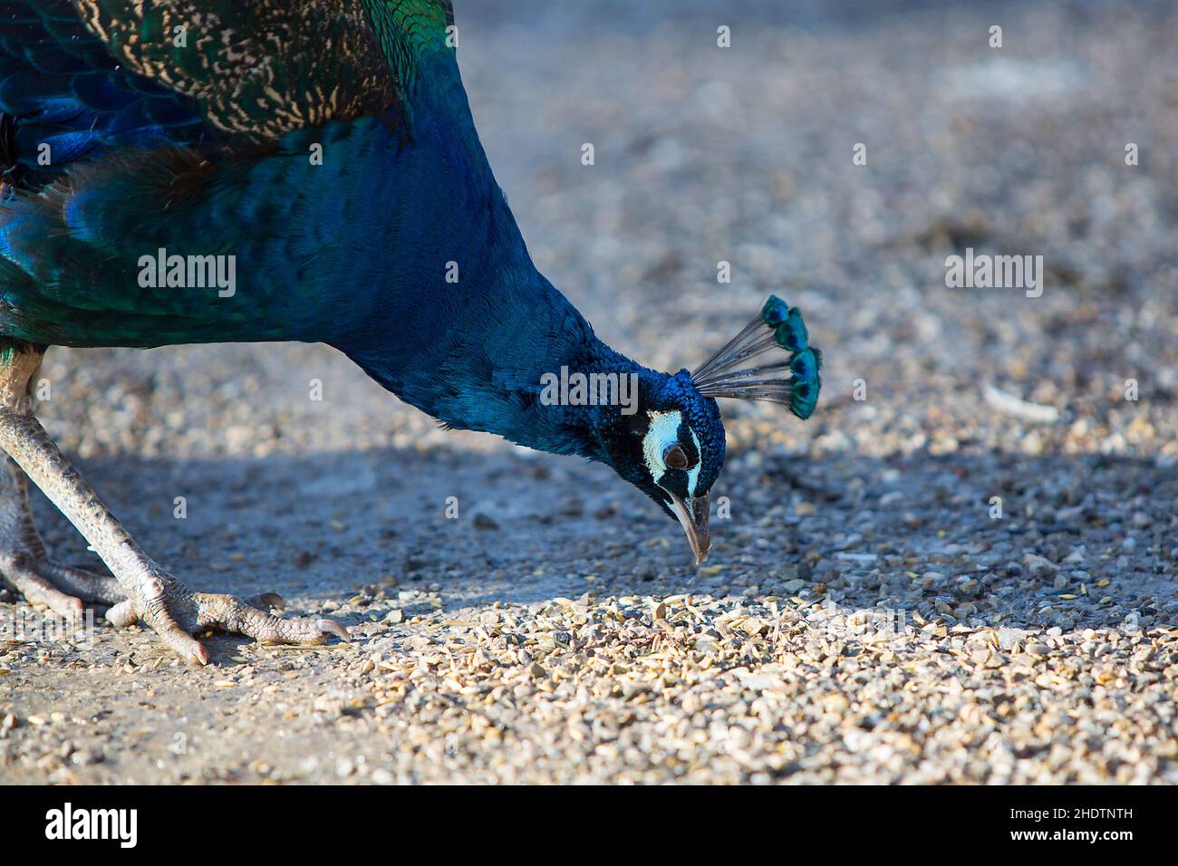 Peacock side view hi-res stock photography and images - Alamy