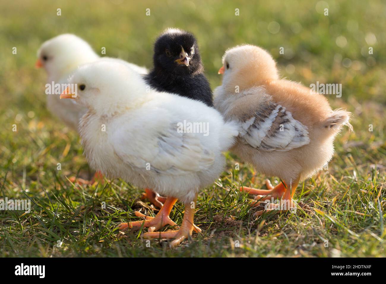 chicks, baby chicken, baby duck, chicken baby, young bird, young birds ... chicks, baby chicken, baby duck, chicken baby, young bird, young birds ...