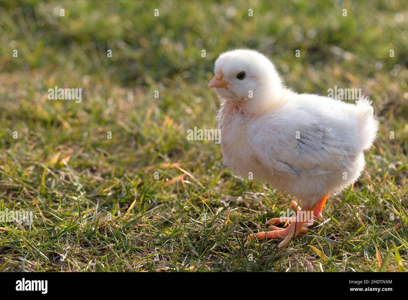 chicks, duckling, baby chicken, baby duck, chicken baby, young bird ...