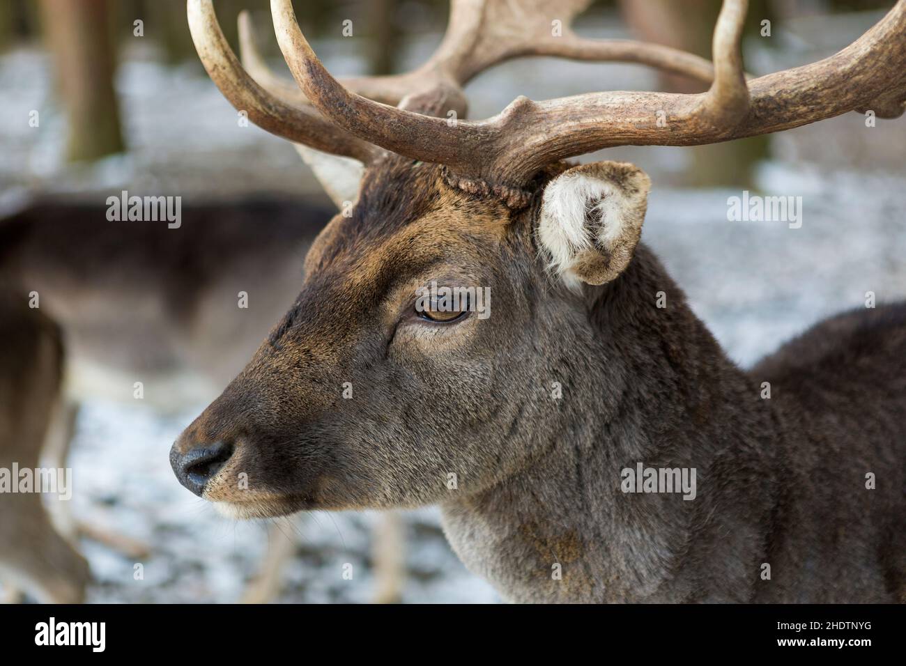 deer, deers, roe deer, stag Stock Photo - Alamy