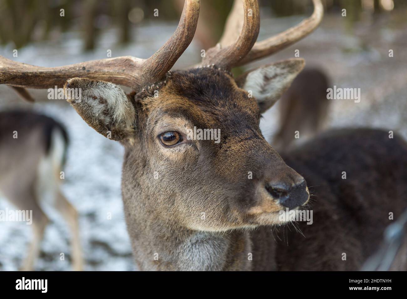 1 stag hi-res stock photography and images - Alamy