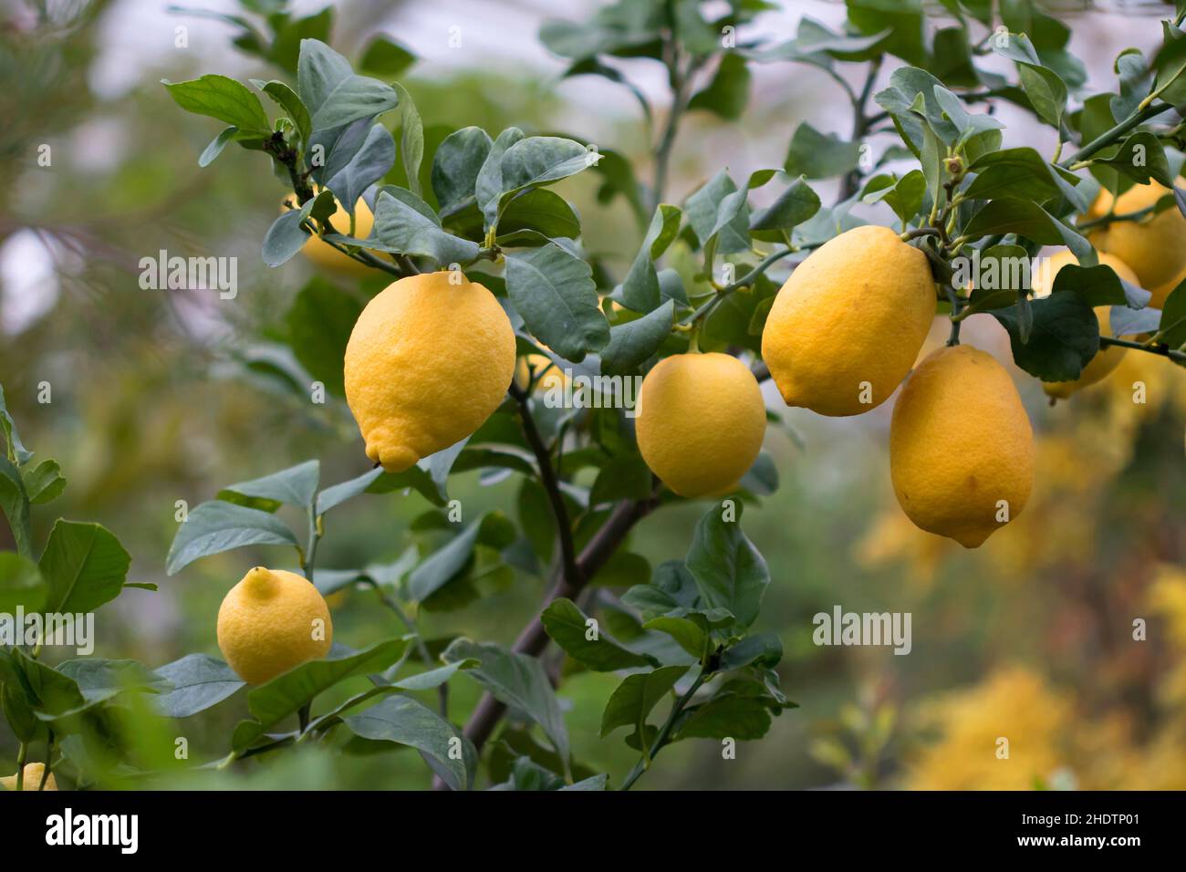 The lemon trees hi-res stock photography and images - Alamy