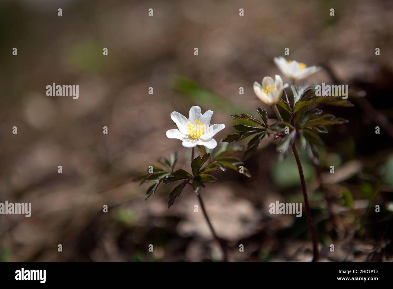 wind rose, wind roses Stock Photo - Alamy