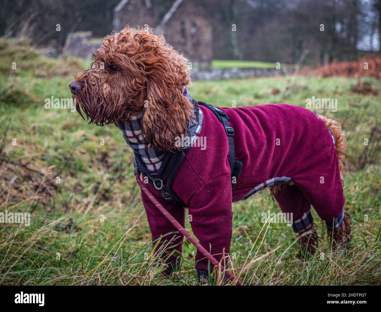 dog, cockapoo, dogs Stock Photo - Alamy