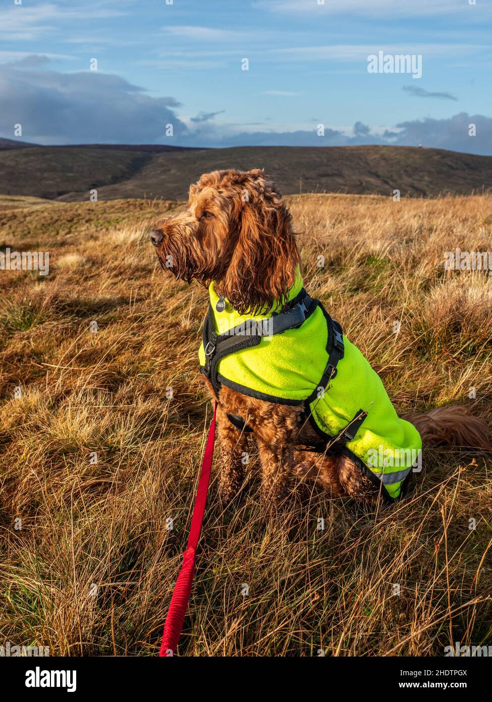 Cockapoo side view hi-res stock photography and images - Alamy