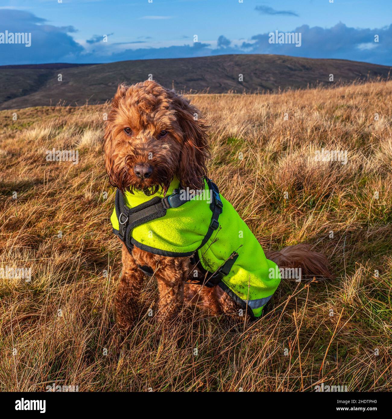 Cockapoo side view hi-res stock photography and images - Alamy