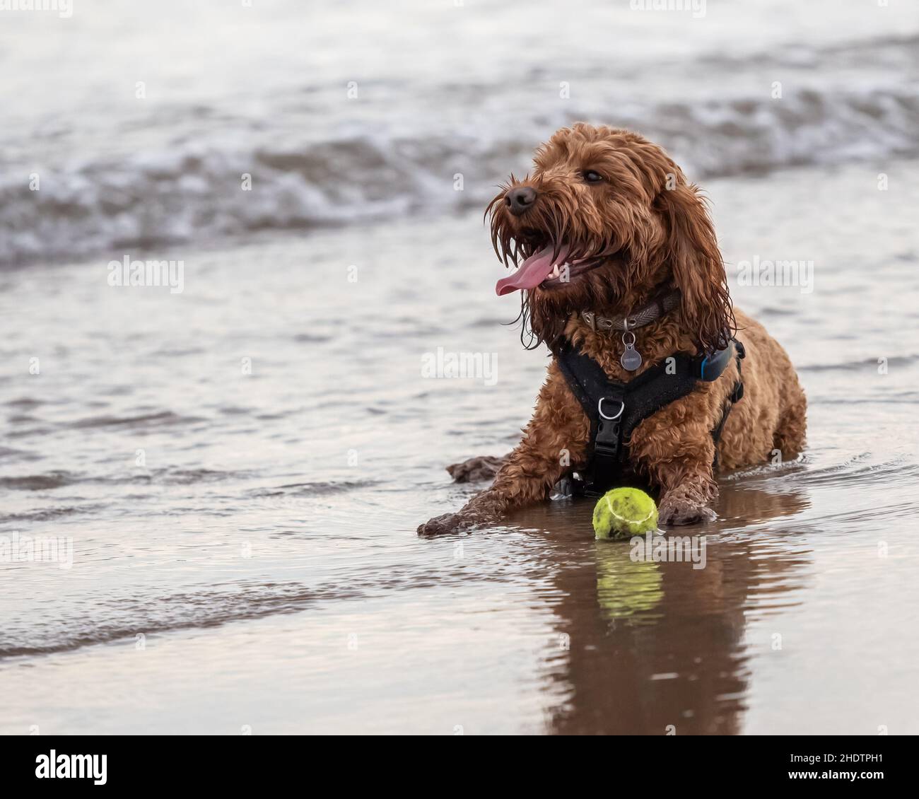 beach, dog, beaches, seaside, dogs Stock Photo - Alamy