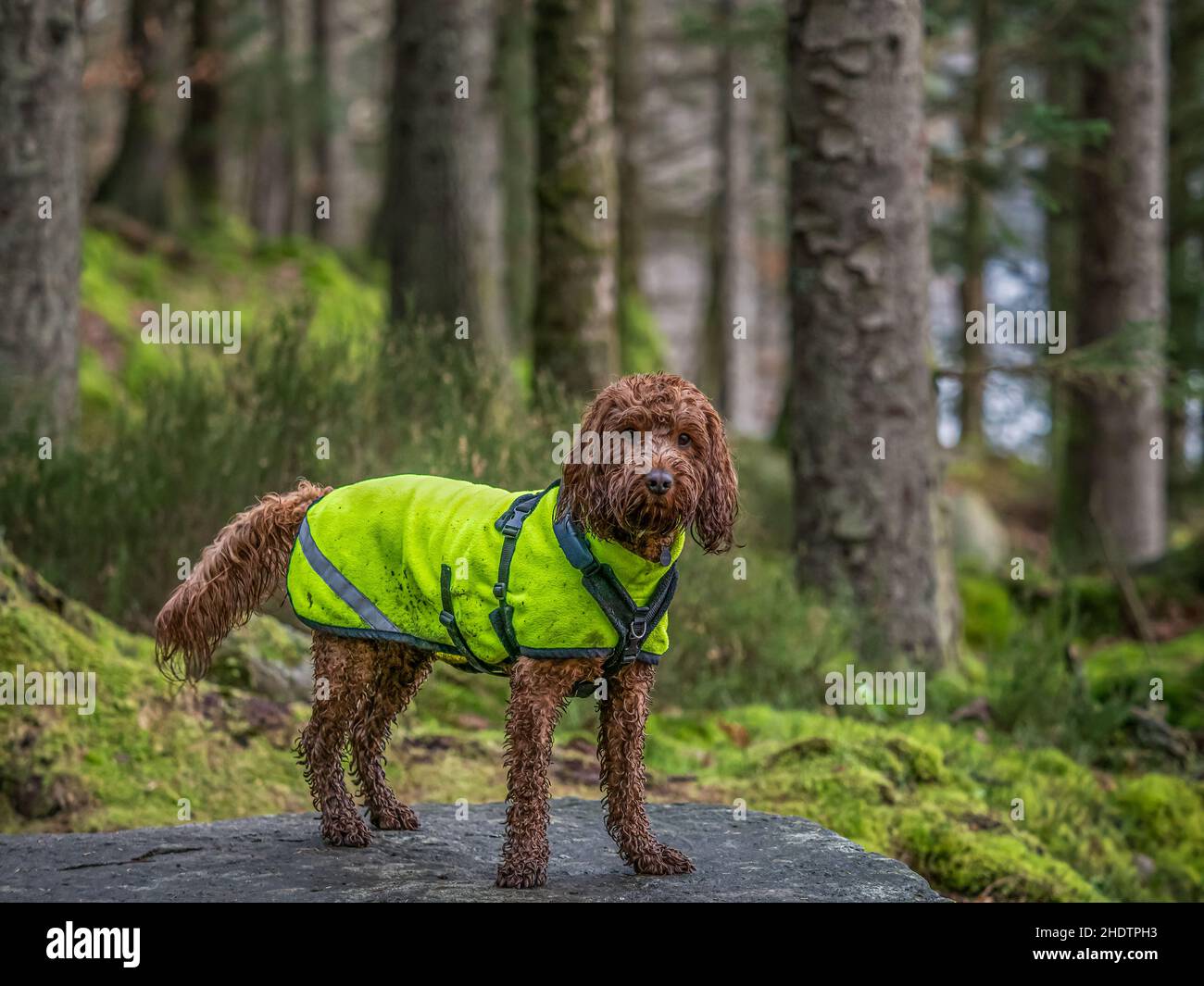 Cockapoo side view hi-res stock photography and images - Alamy