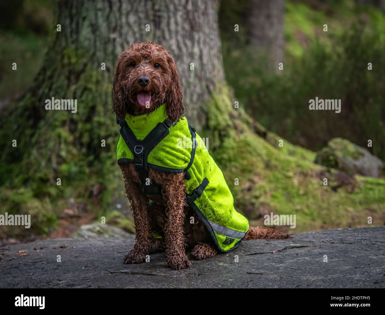 dog, cockapoo, dogs Stock Photo - Alamy