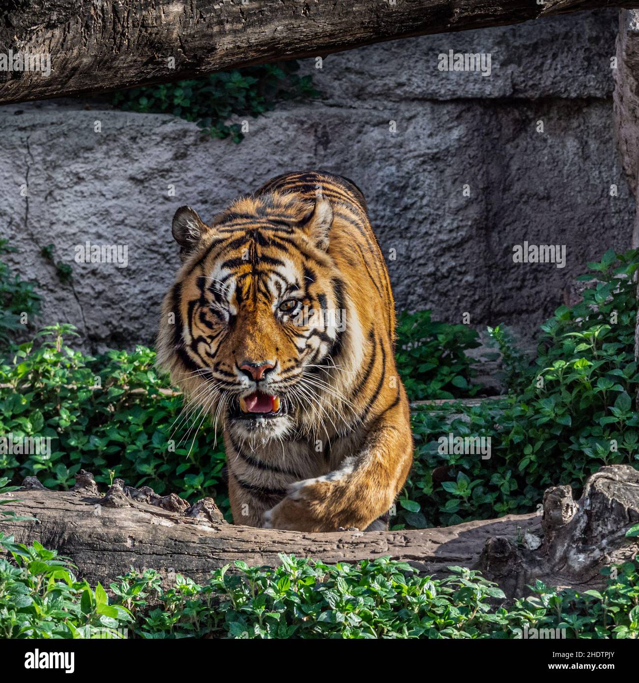 sumatra tiger, sumatra tigers Stock Photo - Alamy