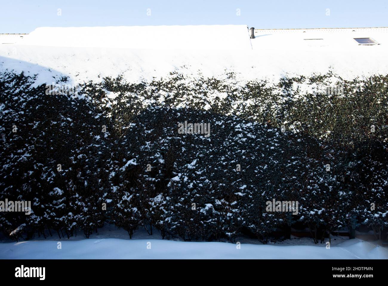 Yew hedge winter hi-res stock photography and images - Alamy