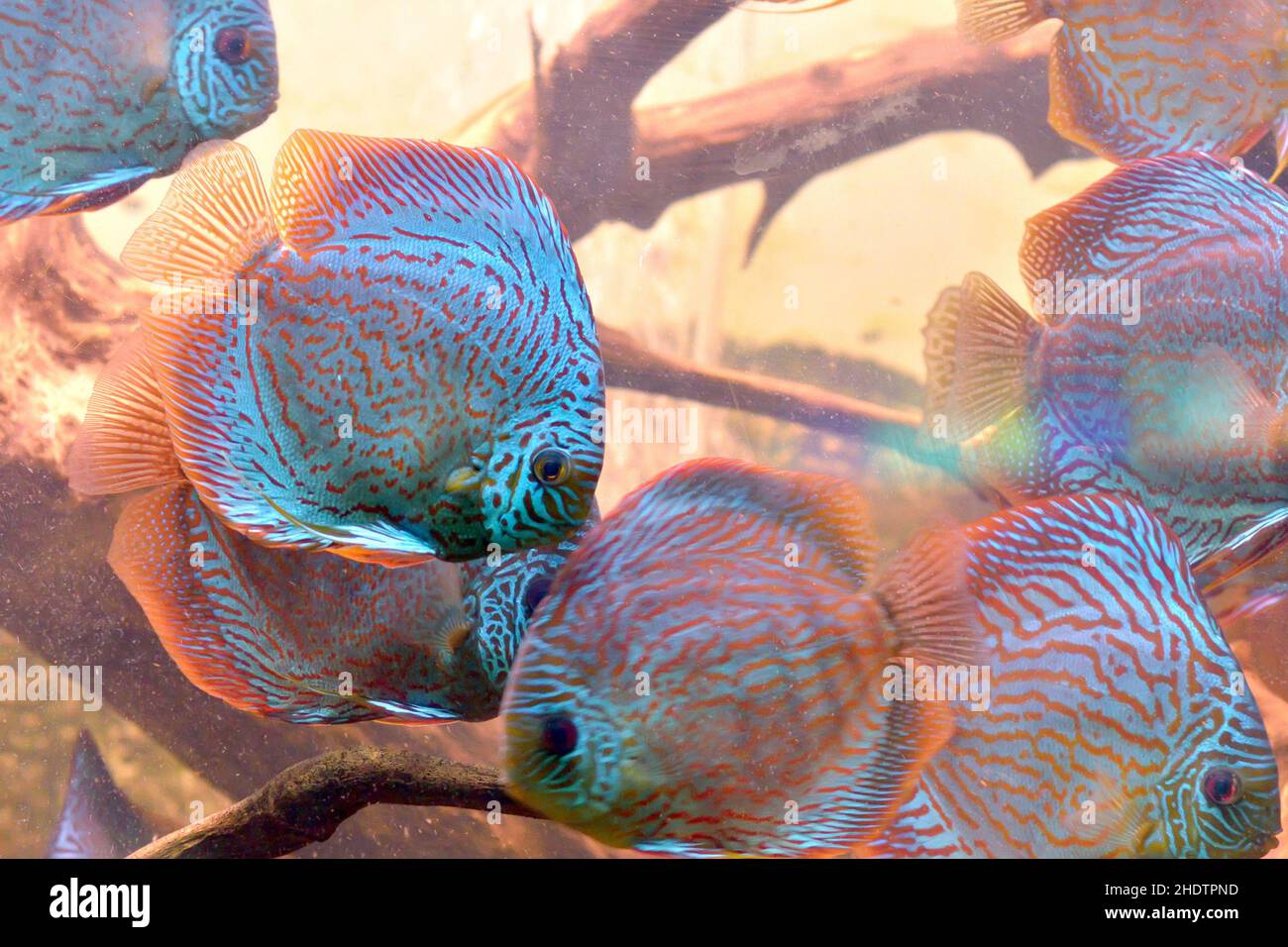 Discus fish skin hi-res stock photography and images - Alamy