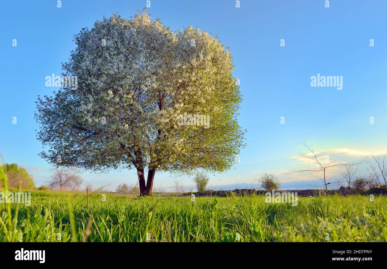 cherry tree, spring, cherry trees Stock Photo - Alamy
