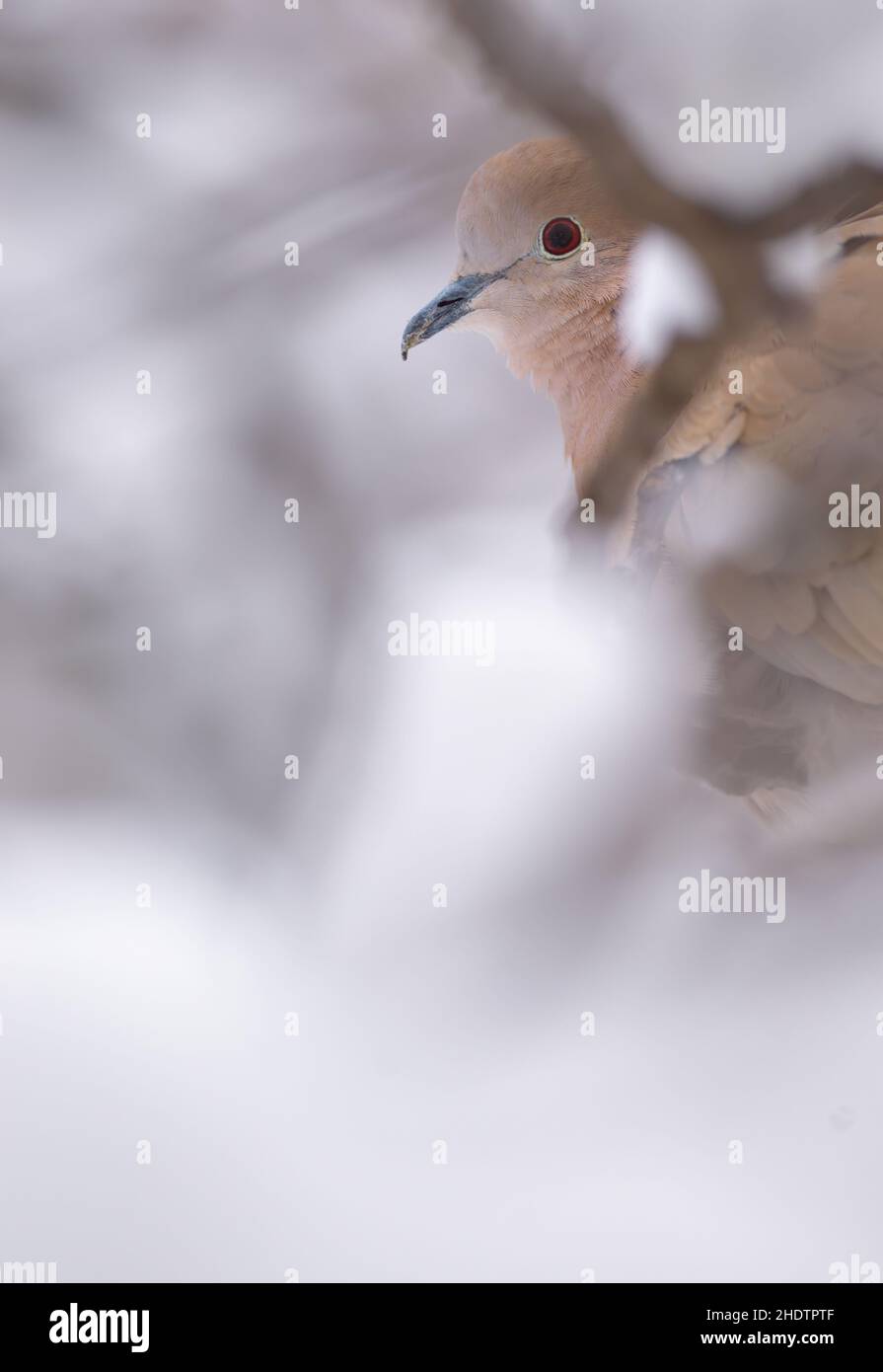 Deaf birds hi-res stock photography and images - Alamy