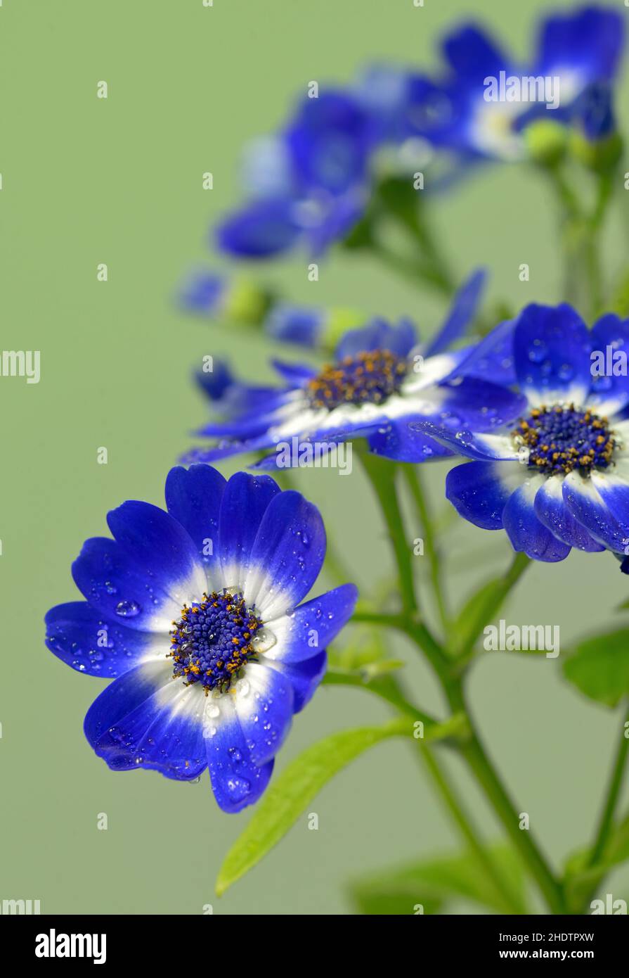 Flowers nature plants cineraria plant hi-res stock photography and ...